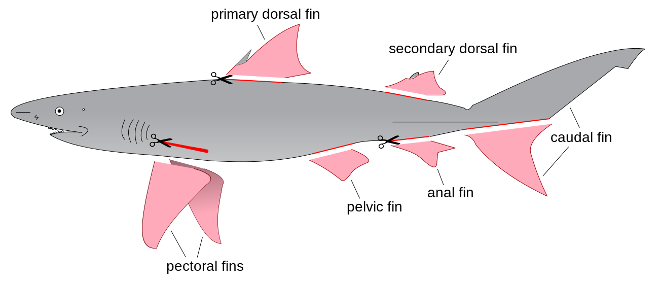 Sharks in the Anthropocene: Fin Fighters – The tiny conservationist